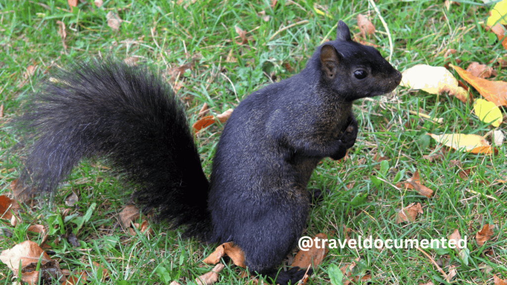 3 Reasons Black Squirrels Are Thriving in Western New England